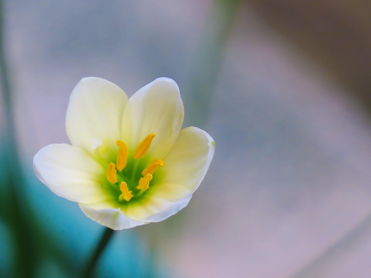 Tempestade Azul Flor Natural - Foto gratuita no Pixabay - Pixabay