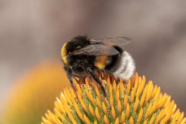 400+ Free Bumble Bee & Bee Images