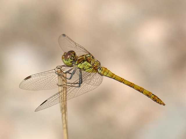 Ibélula Gelbe Libelle Detail - Kostenloses Foto auf Pixabay