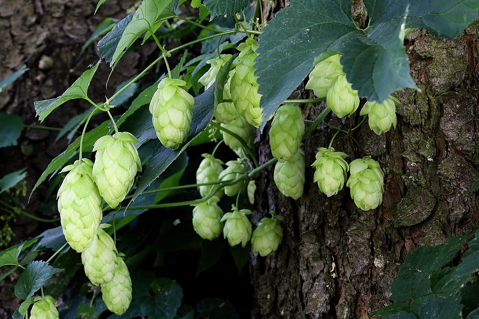 Hop Cones Plant - Free photo on Pixabay - Pixabay