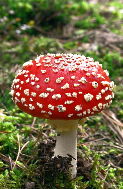 Natur Wald Pilz - Kostenloses Foto auf Pixabay - Pixabay