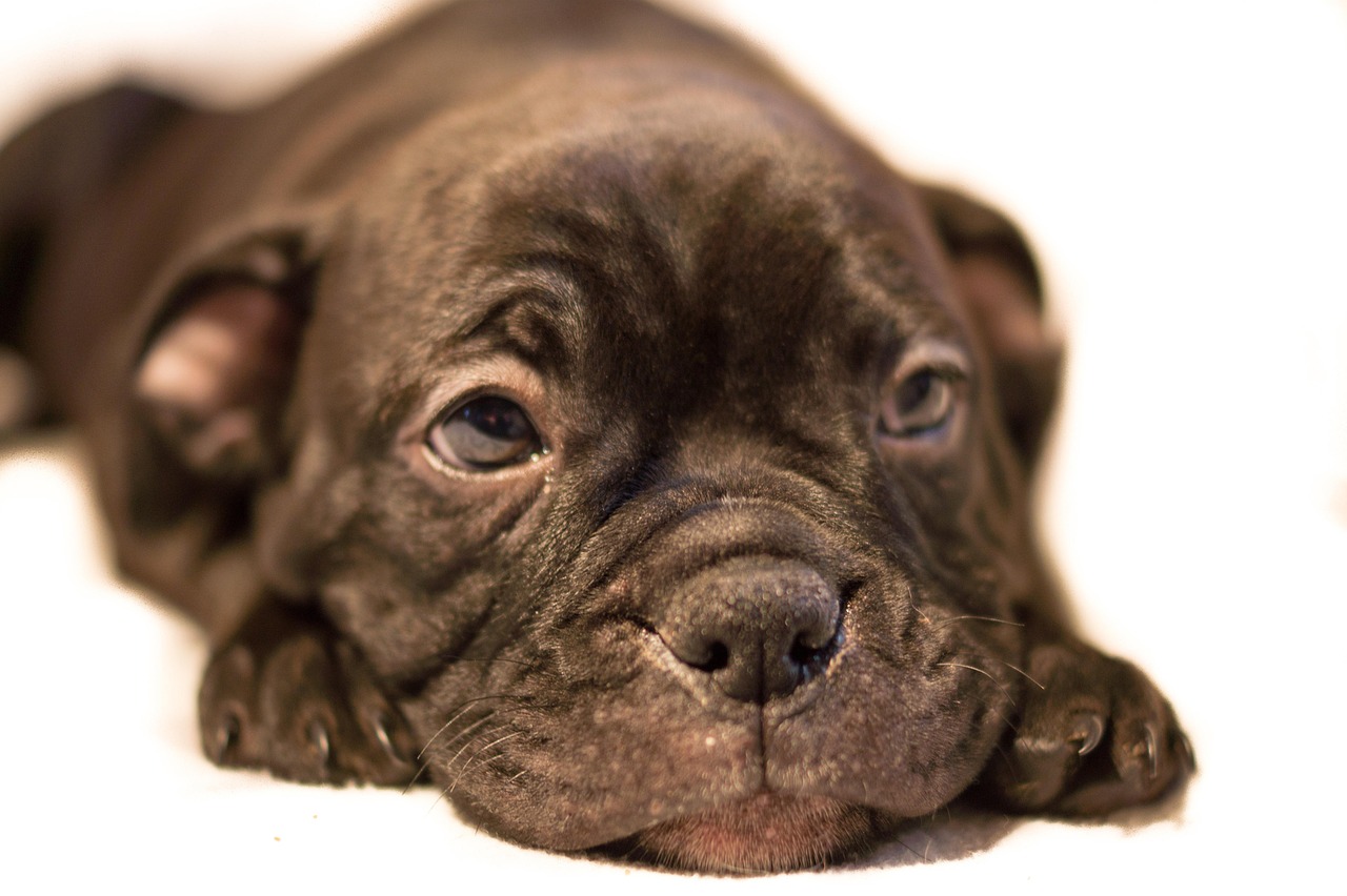 Pup Bulldog Canine - Free photo on Pixabay - Pixabay
