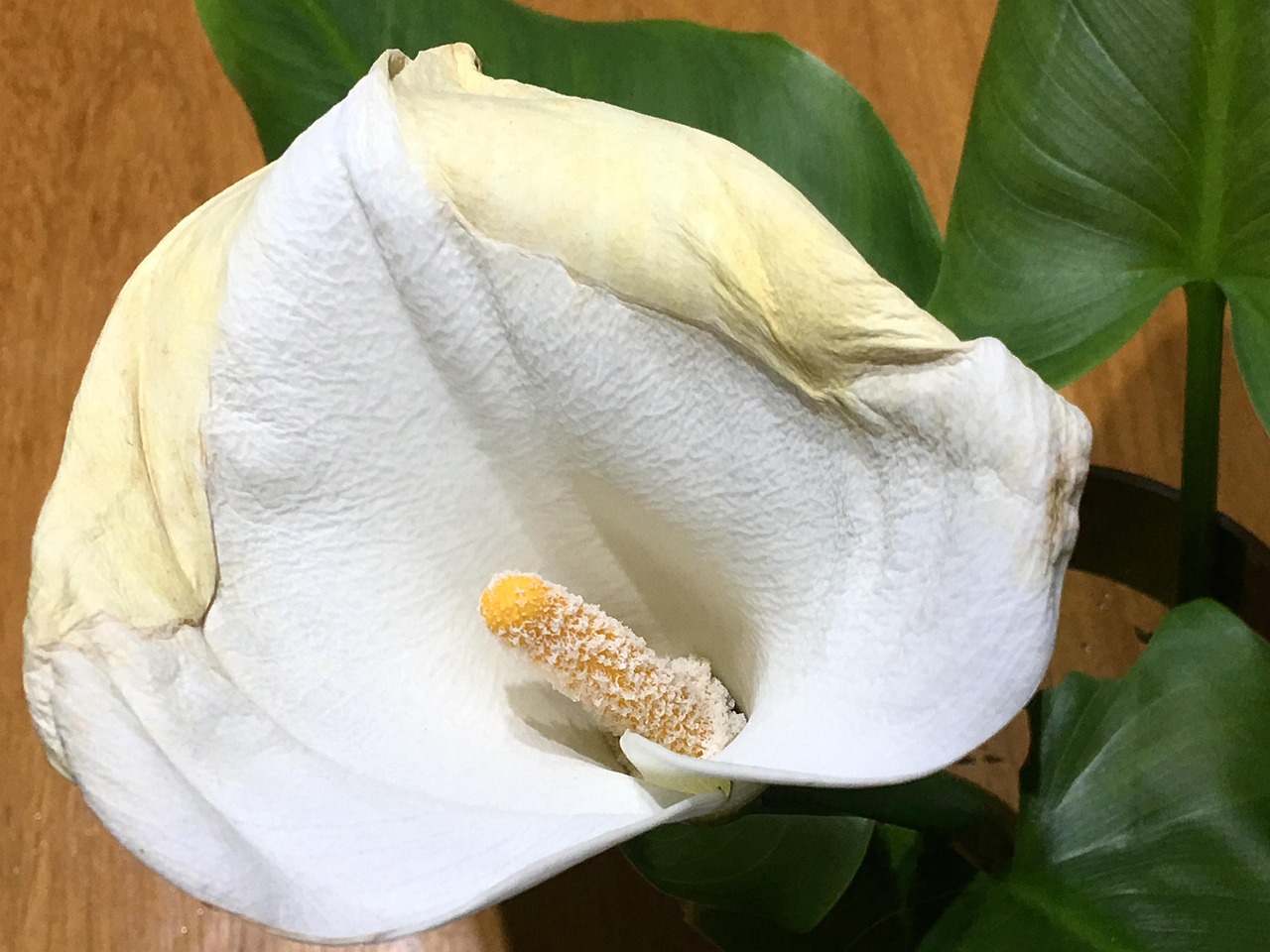 White Flower Withered - Free photo on Pixabay - Pixabay
