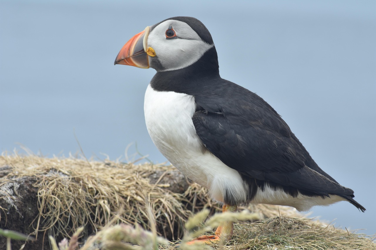 300+ Free Puffins & Nature Images - Pixabay