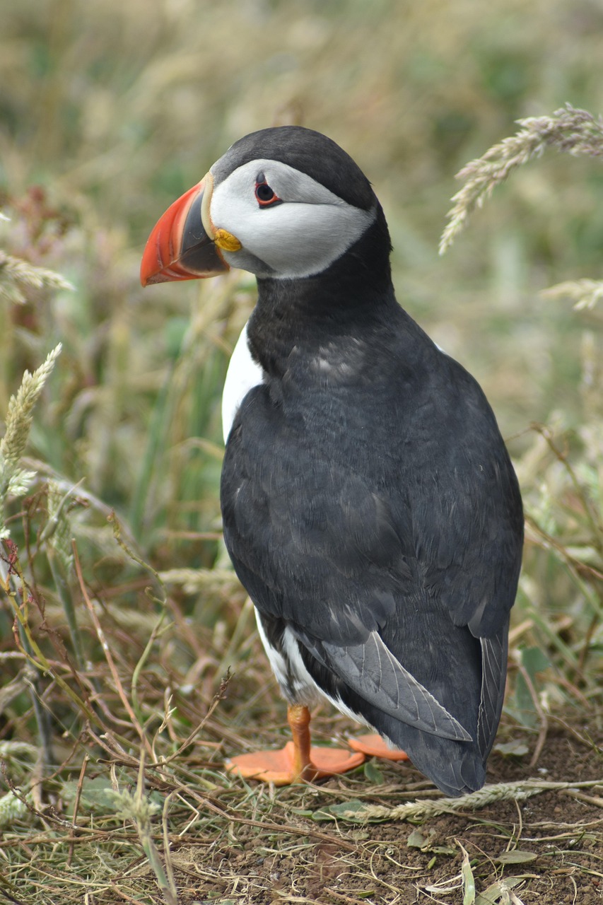 300+ Free Puffins & Nature Images - Pixabay