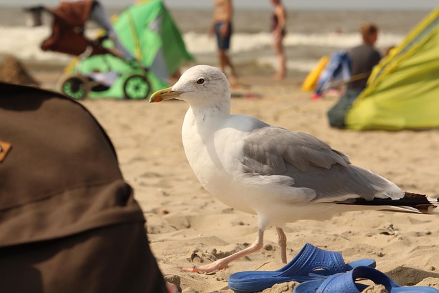 Animal Mouette Plage - Photo gratuite sur Pixabay - Pixabay