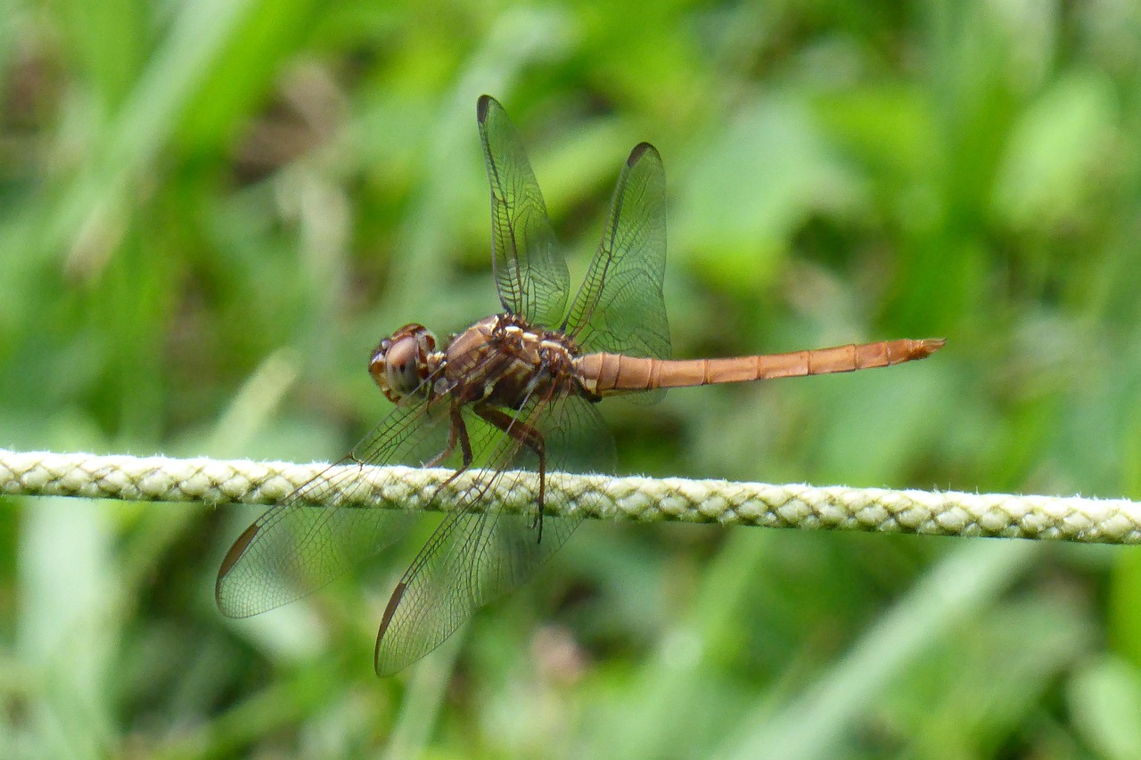 Libellule Insecte - Photo gratuite sur Pixabay - Pixabay