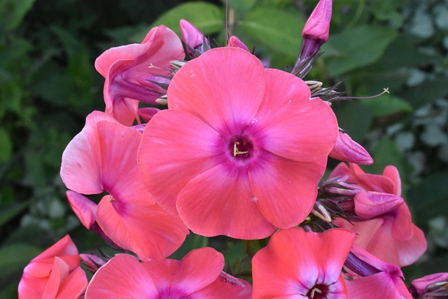 Phlox Bunga-Bunga Tanaman - Foto gratis di Pixabay - Pixabay