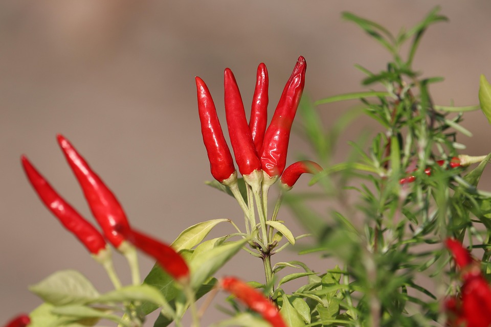 Hot Peppers Garden - Free photo on Pixabay