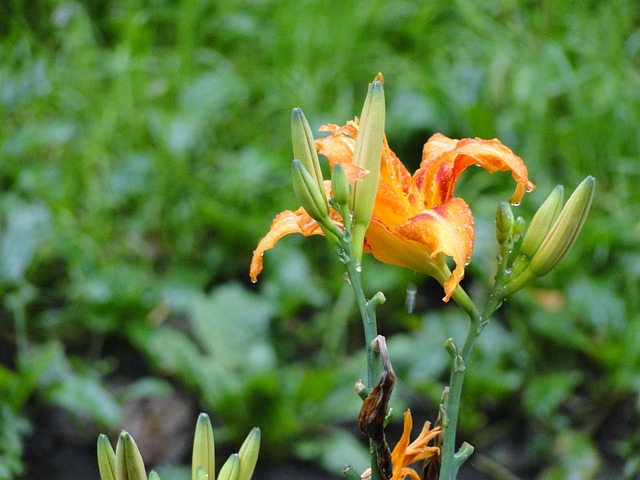 Lilies Flowers Nature - Free photo on Pixabay - Pixabay