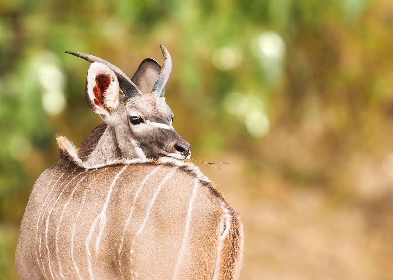 100+ Free Kudu & Nature Images - Pixabay