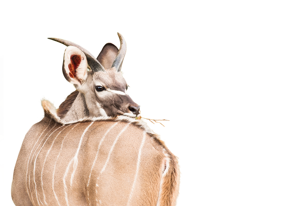 Jonge Kudu Mannelijk Hert - Gratis foto op Pixabay