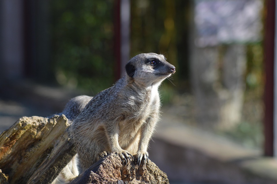 Meerkat Cute Animal - Free photo on Pixabay - Pixabay