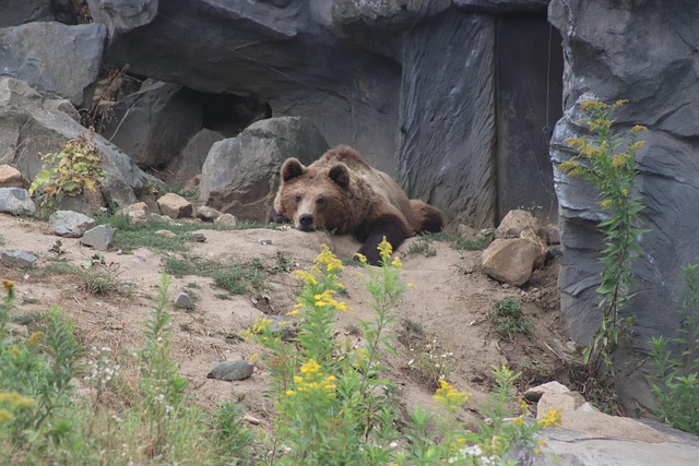Bear Zoo Nature Brown - Free photo on Pixabay