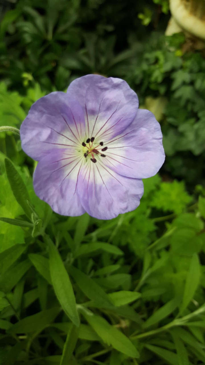 Mauve Nature Plantes - Photo gratuite sur Pixabay - Pixabay