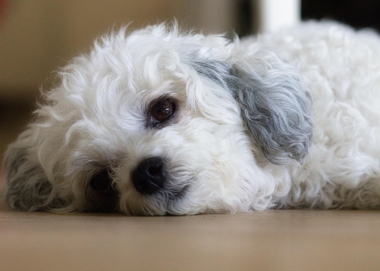 Dog Bolonka Cute - Free photo on Pixabay