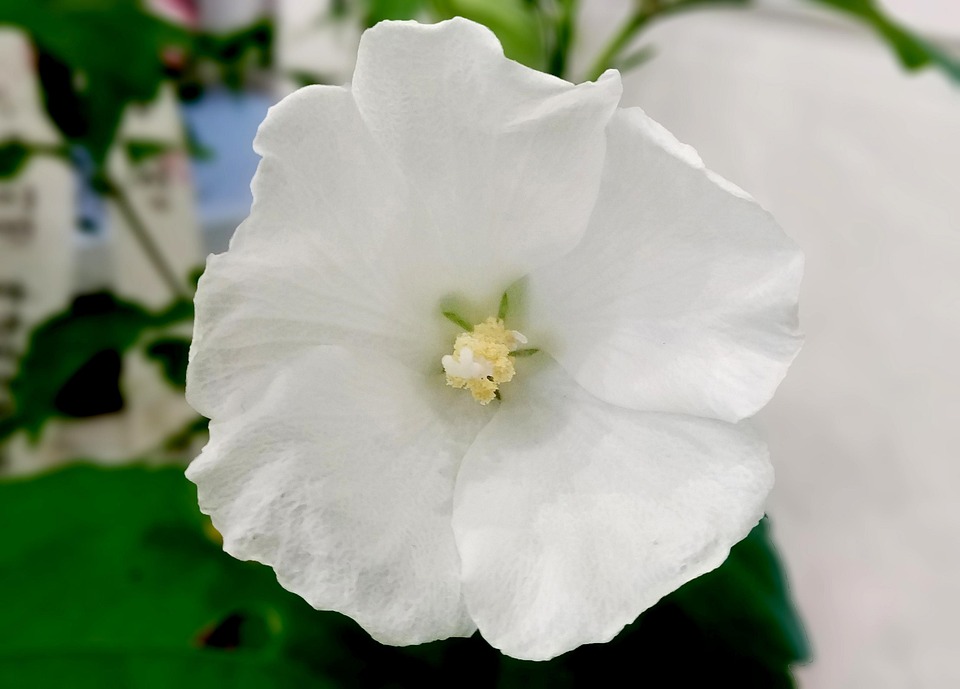 Rosa De Saron Um Em Sarom - Foto gratuita no Pixabay - Pixabay
