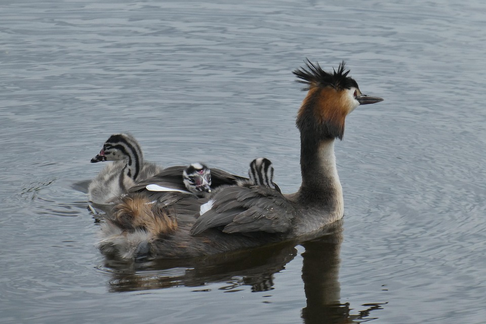 Great Crested Grebe With Young Boy - Free photo on Pixabay