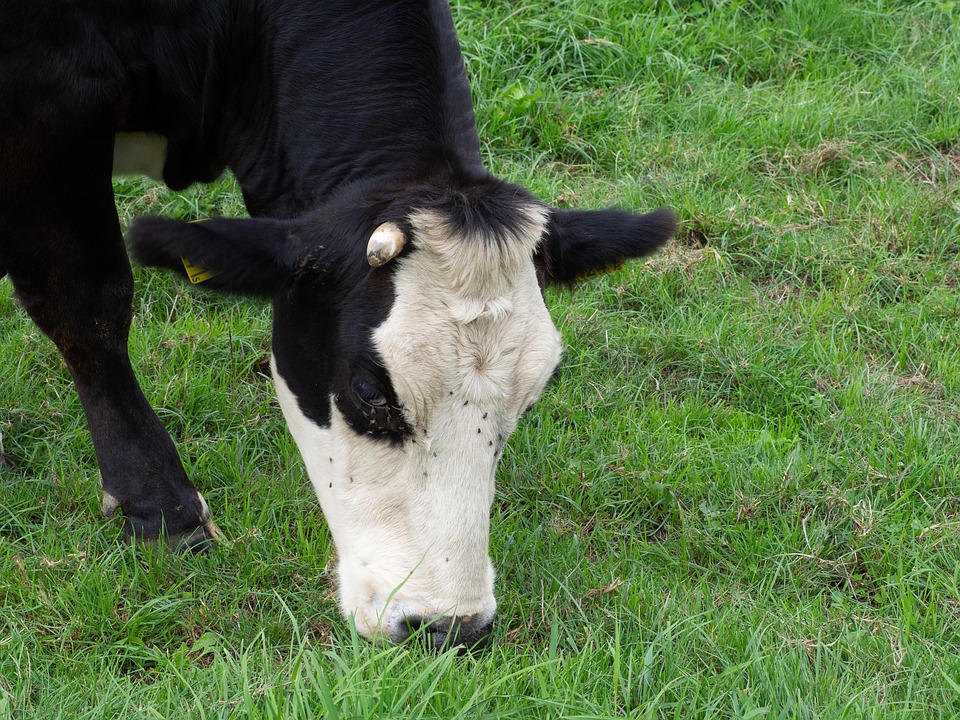 Vache Prairie Sur Le Terrain - Photo gratuite sur Pixabay - Pixabay