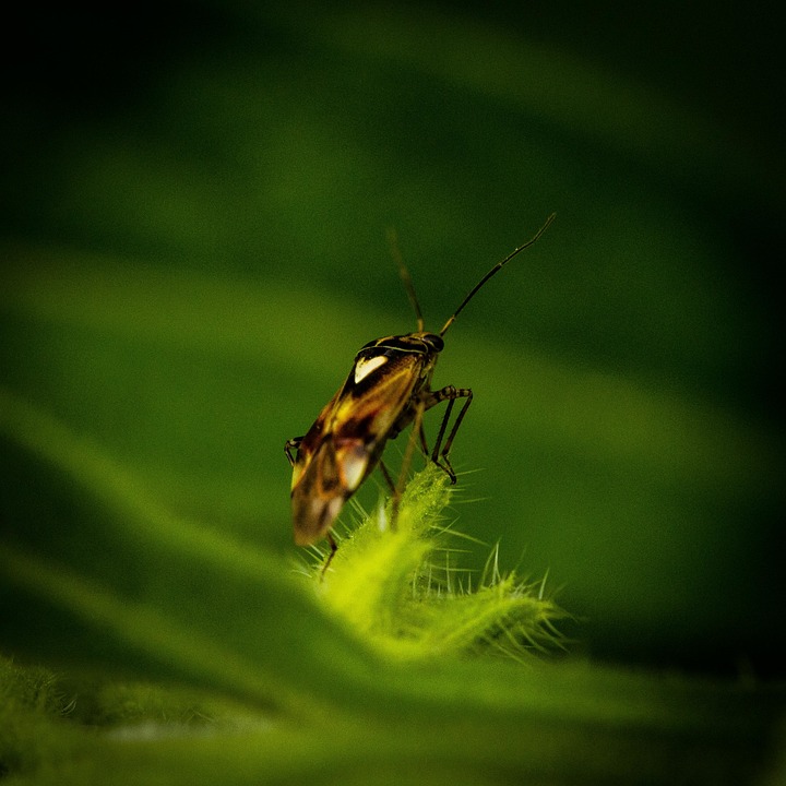 Insect Green Animal - Free photo on Pixabay - Pixabay