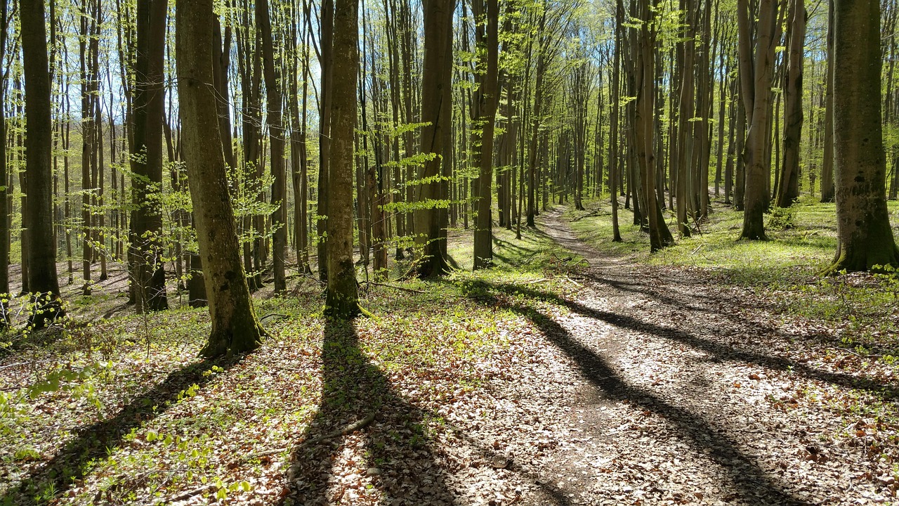 La Route Dans Forêt - Photo gratuite sur Pixabay - Pixabay