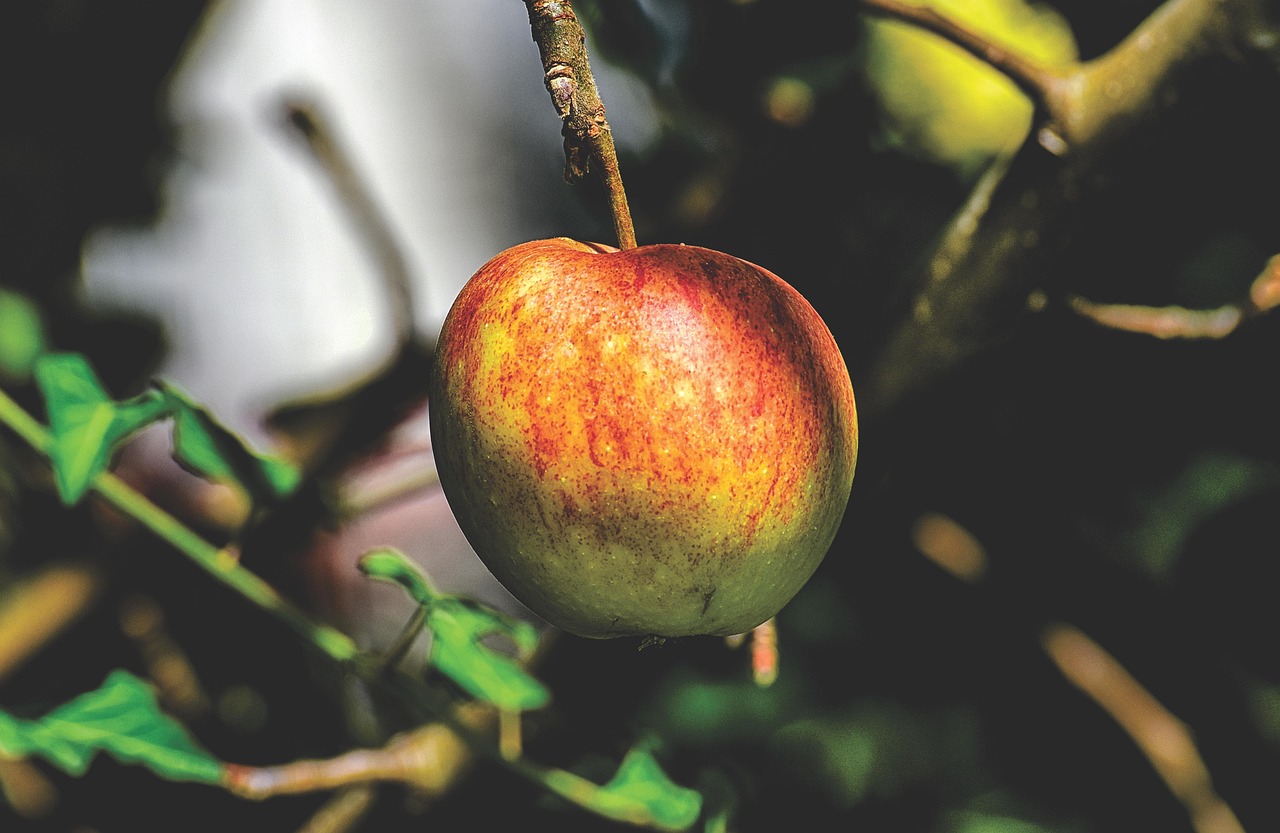 90,000+ Free Fresh Fruit & Fruit Images - Pixabay