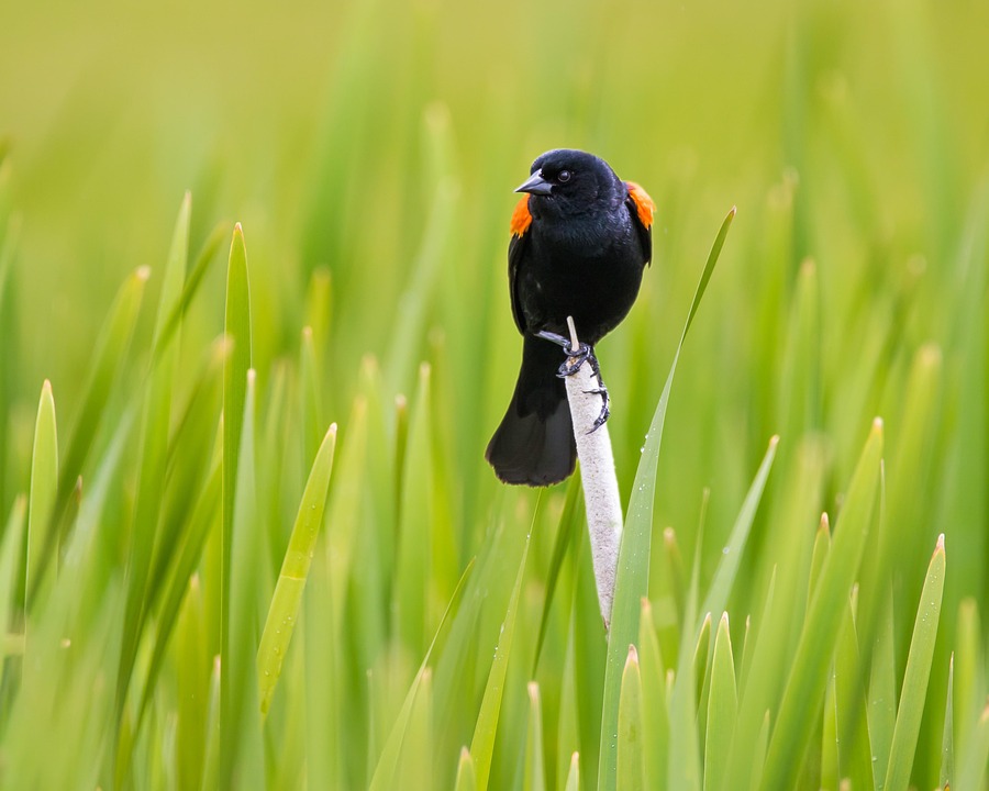 Red Wing Blackbird Bird Perched - Free photo on Pixabay