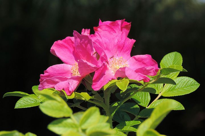 1,000+ Free Wild Rose & Nature Images