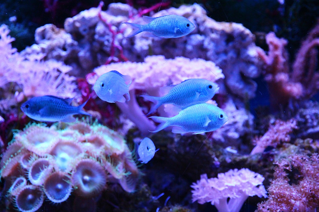 Green Chromis Viridis - Free photo on Pixabay - Pixabay