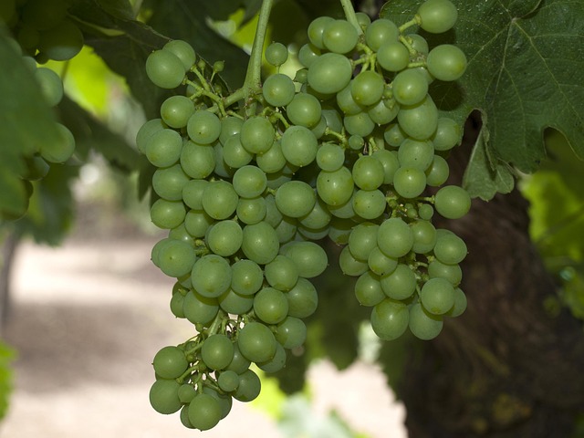 Más de 90 000 imágenes gratis de Hojas De Parra y Naturaleza - Pixabay