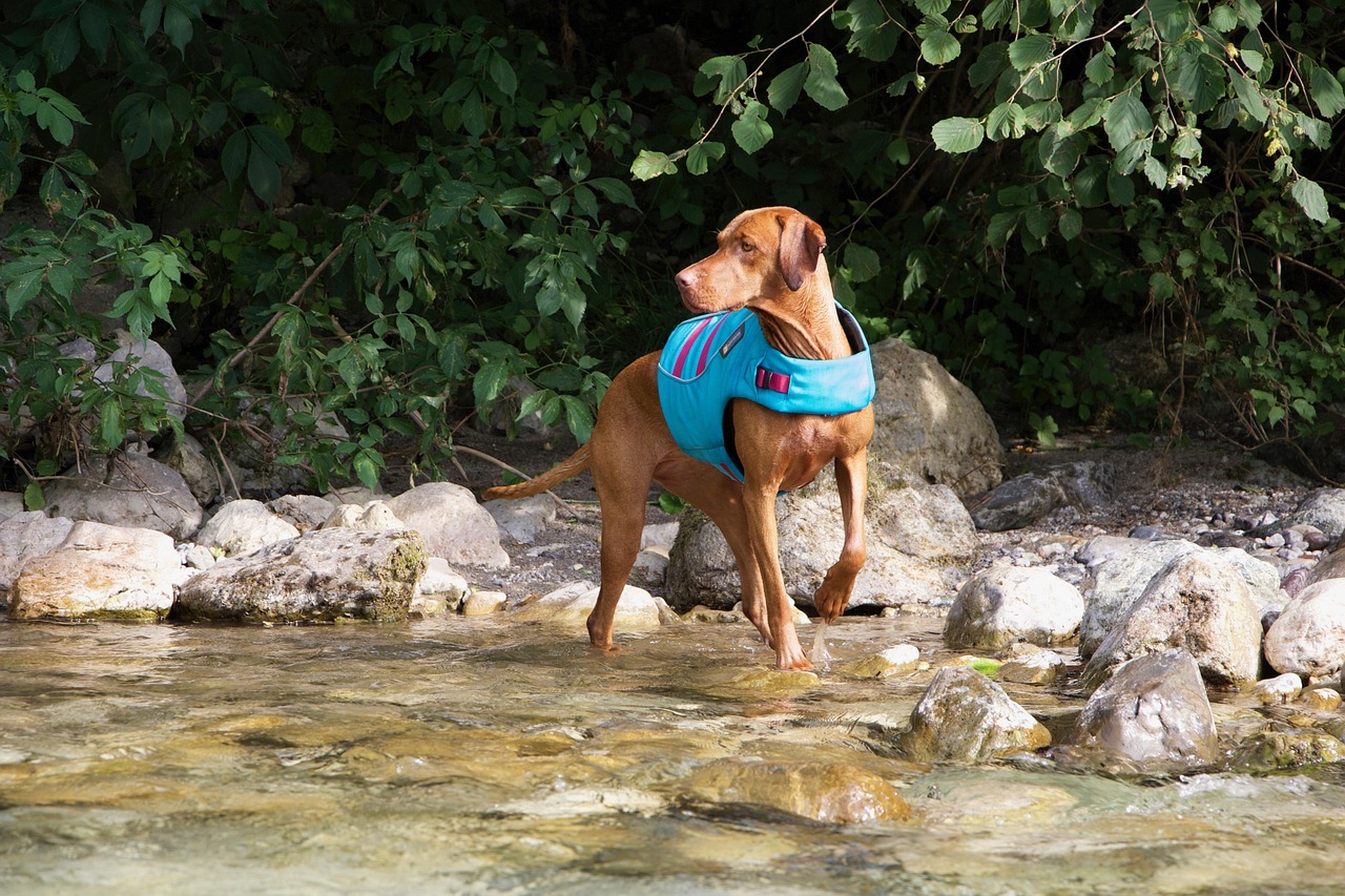 Dog Vizsla Animal - Free photo on Pixabay