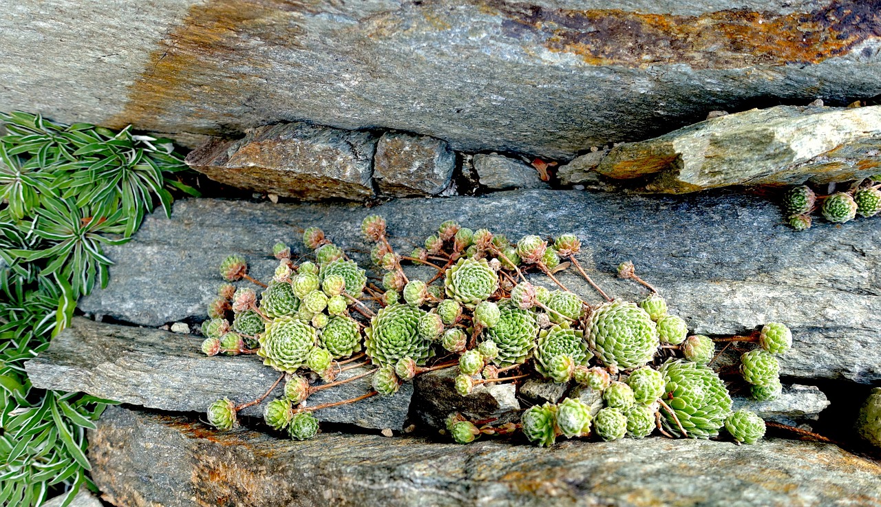 30+ Free Tectorum & Sempervivum Tectorum Images - Pixabay