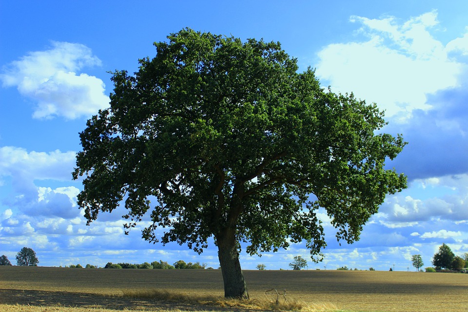 Tree Individually Nature - Free photo on Pixabay - Pixabay
