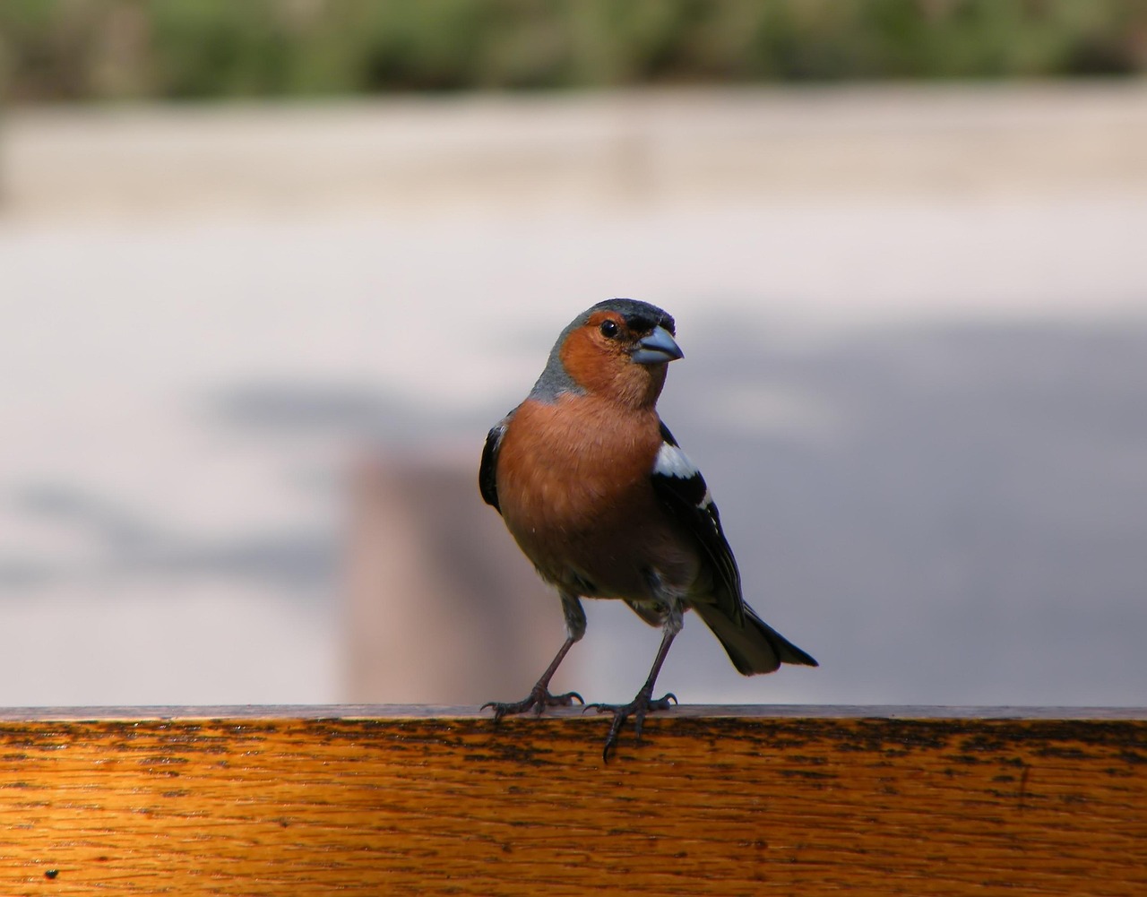 Bird Common Chaffinch - Free photo on Pixabay - Pixabay