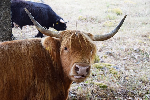 Scottish Highland Cow Beef - Free photo on Pixabay