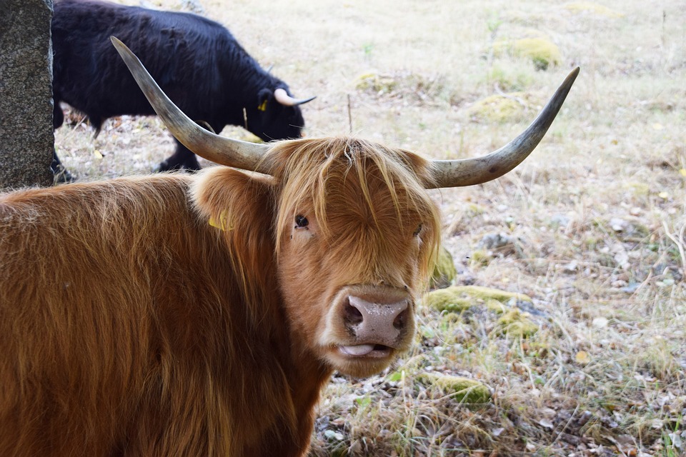 Vache Highland Écossais Du - Photo gratuite sur Pixabay - Pixabay