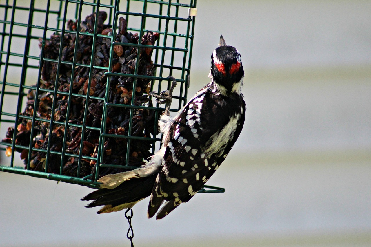 Woodpecker Hairy Bird - Free photo on Pixabay