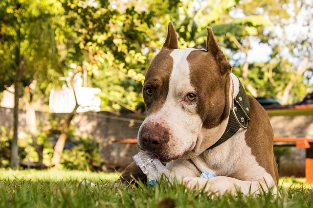 Cachorro Cão Animal - Foto gratuita no Pixabay - Pixabay
