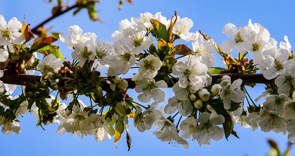 Cereza Flor Árbol - Foto gratis en Pixabay - Pixabay