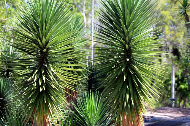 Palma Incomum Planta - Foto gratuita no Pixabay - Pixabay