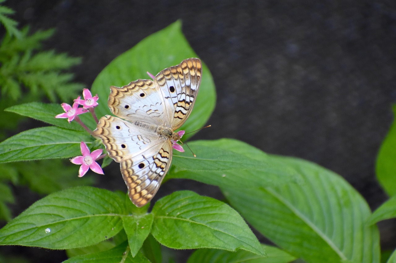 Mariposa Sale De Flores - Foto gratis en Pixabay - Pixabay