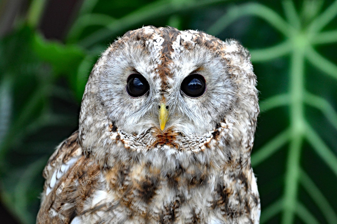 Owl Birds Of Prey - Free photo on Pixabay