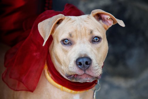 60+ Free Red Eye Dog & Dog Images - Pixabay