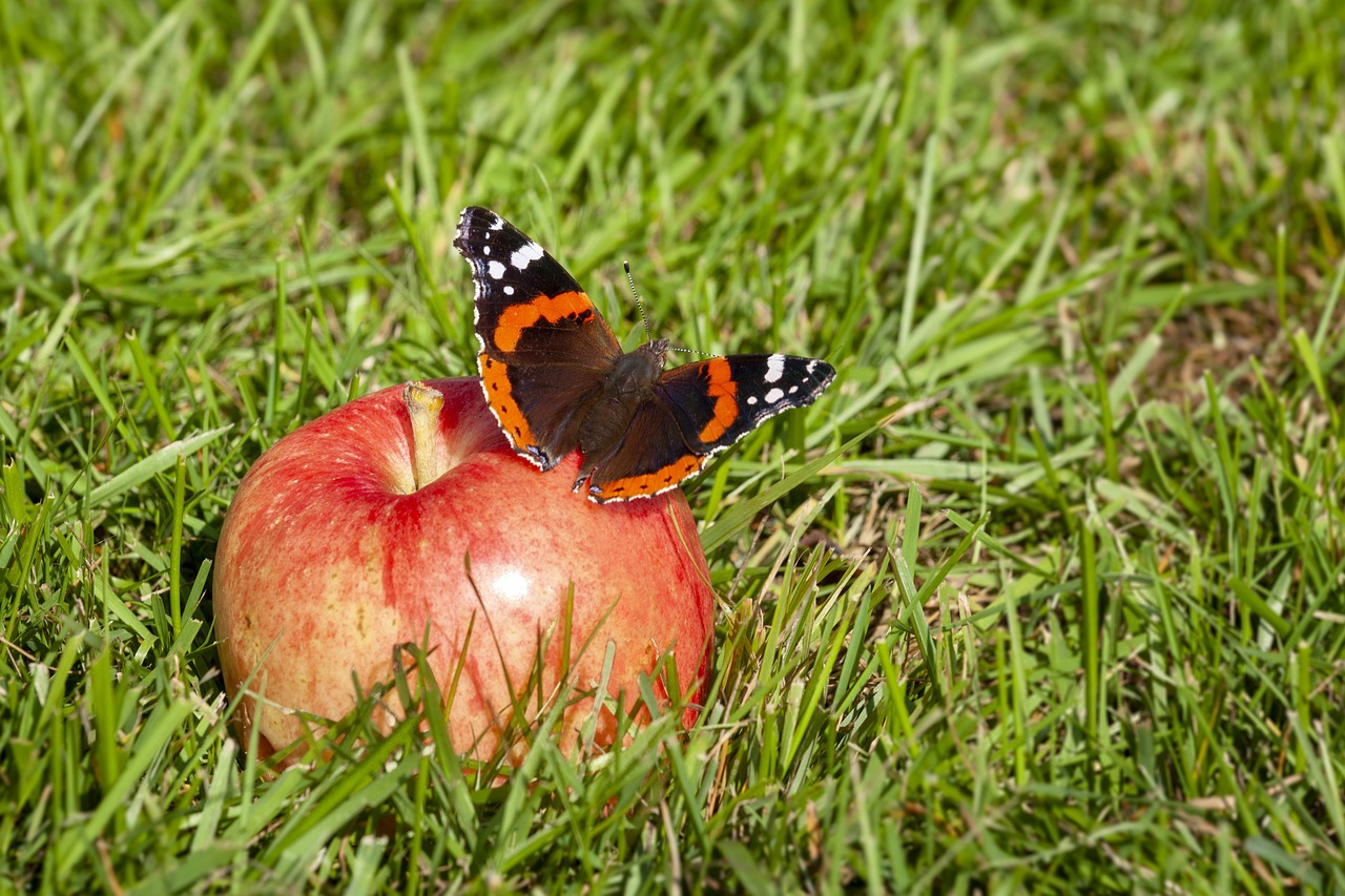 Butterfly Summer Nature - Free photo on Pixabay - Pixabay