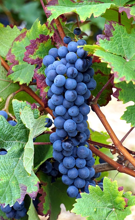 Grapes Vines Grapevine - Free photo on Pixabay