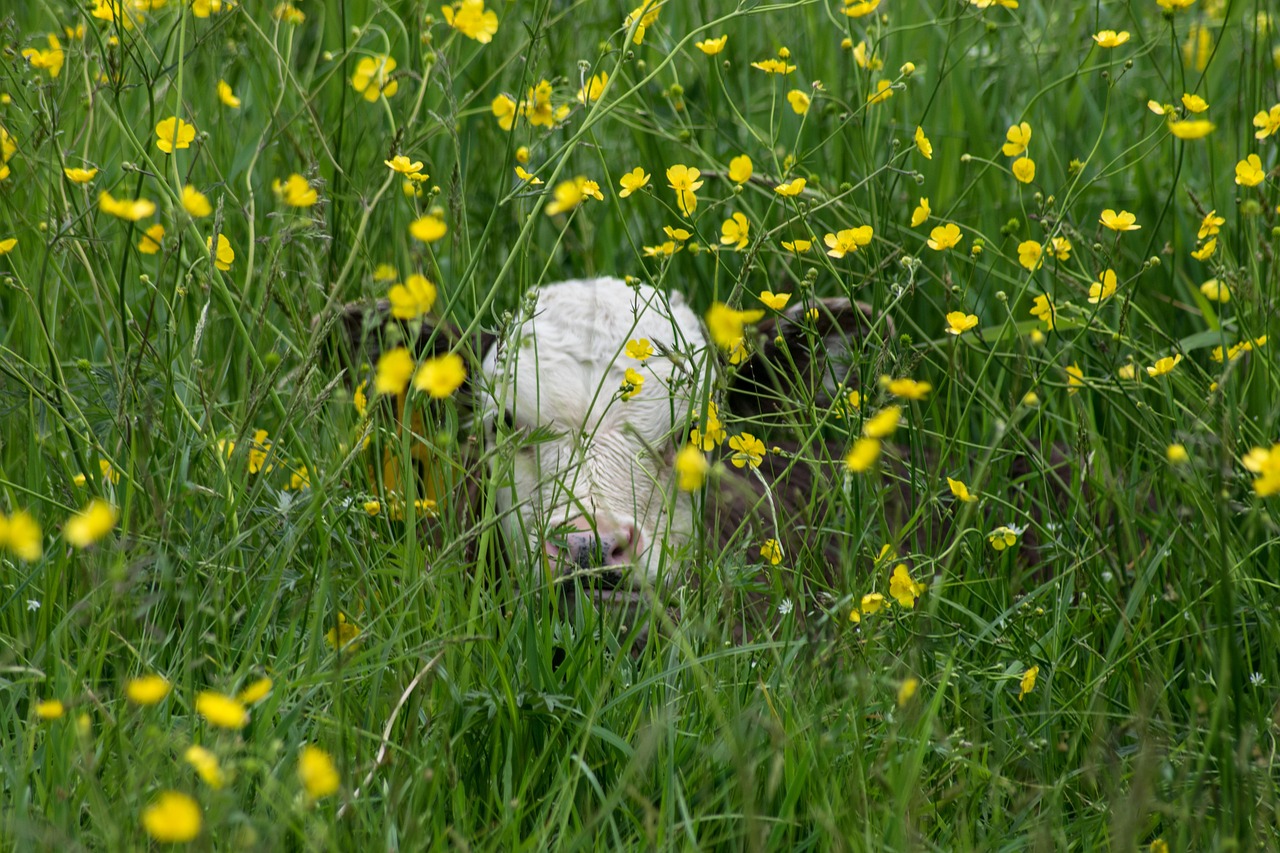 Calf Cow Animal - Free photo on Pixabay