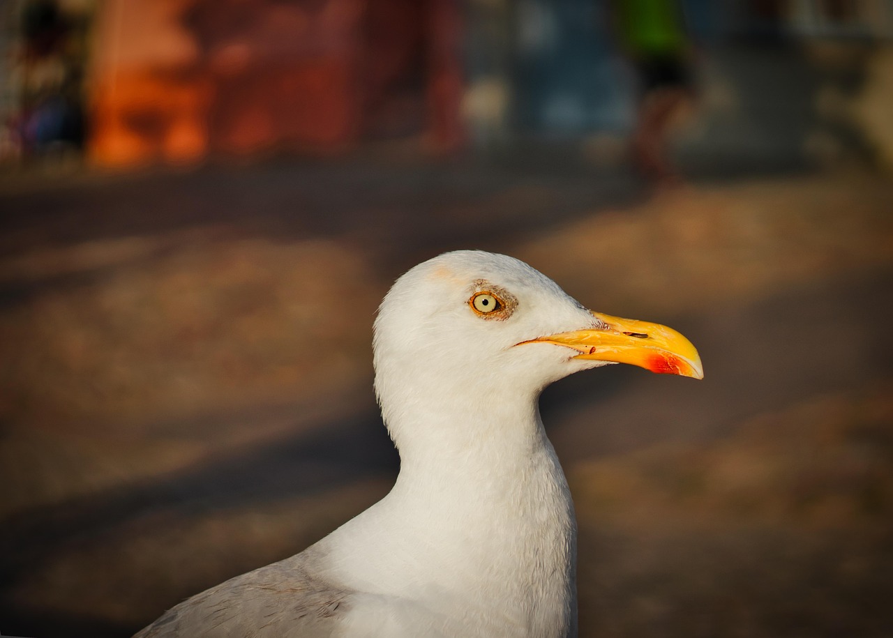 100+ Free Gull Portrait & Gull Images - Pixabay