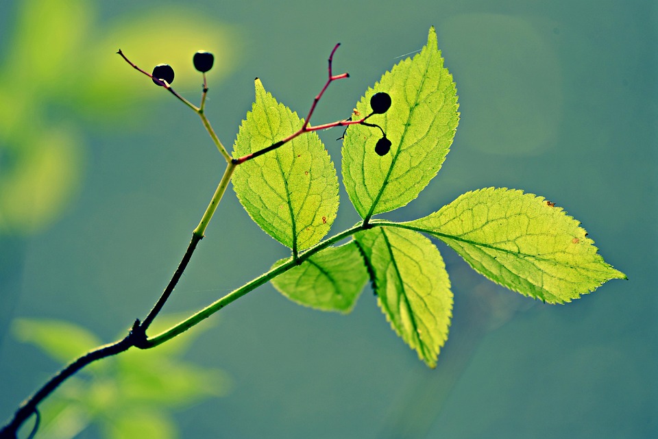 Leaf Twig Plant - Free photo on Pixabay - Pixabay