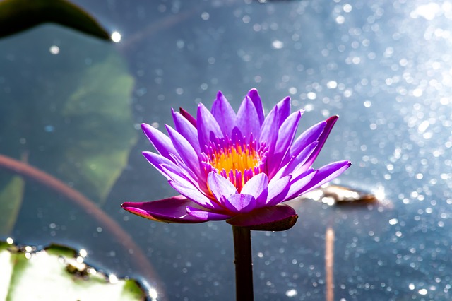 Las Flores De Loto Flor - Foto gratis en Pixabay - Pixabay