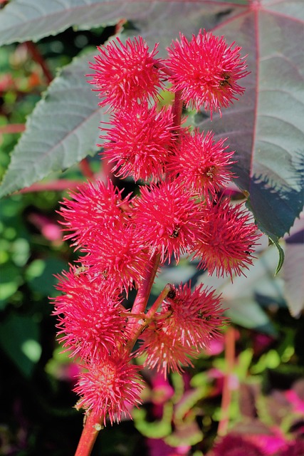 Castor Oil Wondertree Poisonous - Free photo on Pixabay - Pixabay